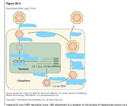 Hbv Replication Cycle Quiz
