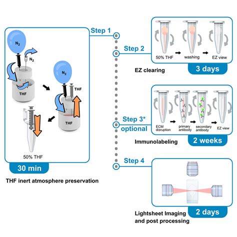 Protocol For Reproducible Ez Clearing And Labeling Including Optimized