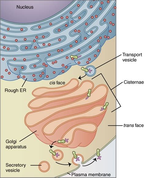 What Is Difference Between Cristae And Cisternae Quora