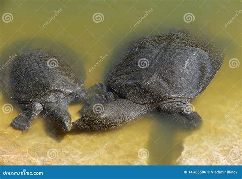 Nile Soft Skinned Turtle Trionyx Triunguis Climbs Onto The Stone Beach And Eats In The