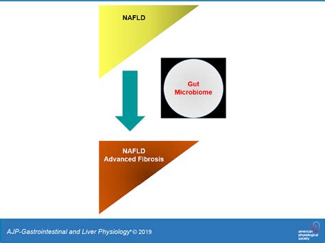 Role Of Gut Microbiota In Liver Disease American Journal Of