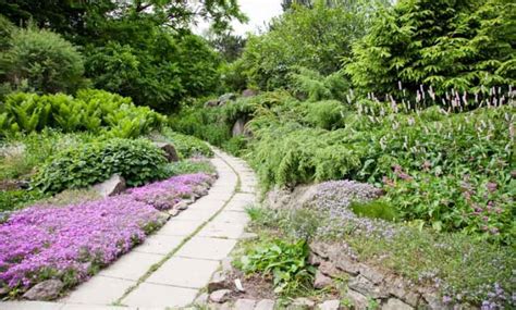 Creeping Thyme Lawn Pros And Cons And Growing Tips