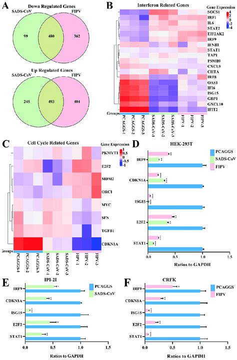 Rna Sequence Analysis Showed That Sads Cov Nsp1 And Fipv Nsp1