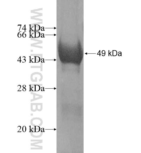P2ry10 Fusion Protein Ag11995 Proteintech