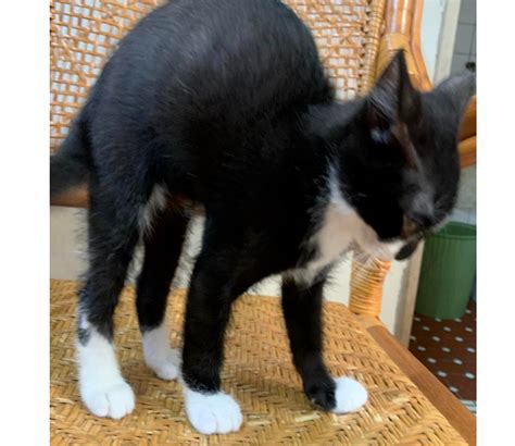 猫咪终于在椅子上伸了个懒腰，还以为会起床，结果宠界新闻