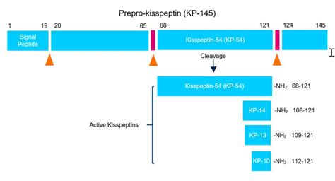 Kisspeptin