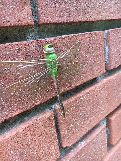 Huge Dragonfly Insect Appreciation 🐝 Amino