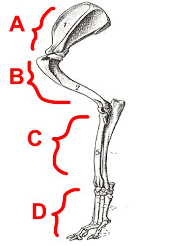 Thoracic Limb Bones Flashcards Quizlet