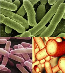 Thông Tin Dược Của Lactobacillus Acidophilus Lkefir Lsporogenes