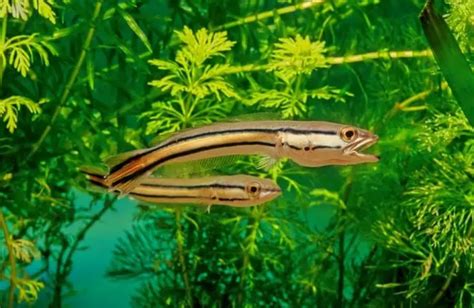 Giant Snakehead 101 Care Diet Tank Size Tank Mates And More