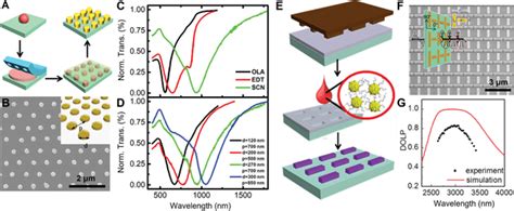 A Schematic Showing Steps Of Dropcasting A Colloidal Au Np Dispersion Download Scientific