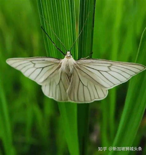 淡滨尼 Tampines 嬉耍玩乐怎么玩？新加坡最强攻略 新加坡新闻
