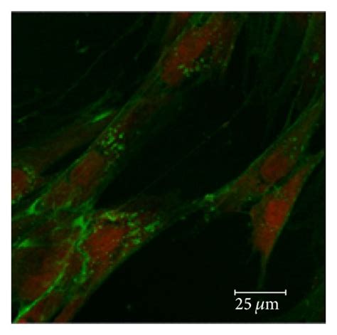 Nuclear Cytoplasmic Staining Of Neural Like Ebm Mscs Representative Download Scientific