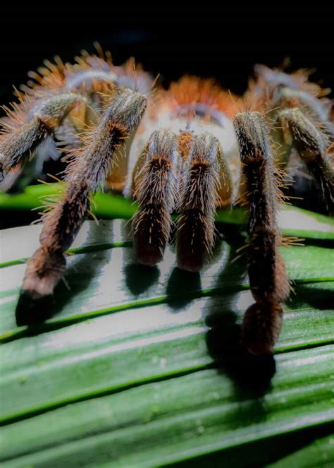 On Sait Enfin Pourquoi Les Tarentules Et Les Mygales Ont Des Poils