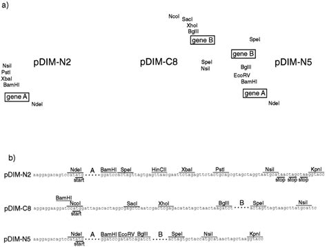 Vectors For Incremental Truncation Circular Maps A And Sequences Of Download Scientific