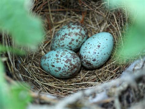 Northern Mockingbird Nesting Behavior Eggs Location Birdfact
