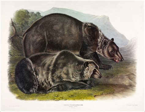 The Viviparous Quadrupeds Of North America Book Graphics