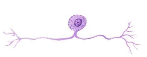 神经元的类型 系统解剖学图谱 医学
