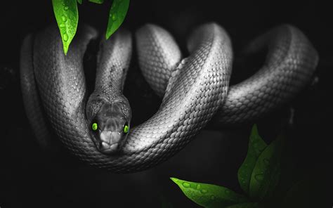 Green Snake Wallpaper Hd Desktop Wallpapers 4k Hd Images