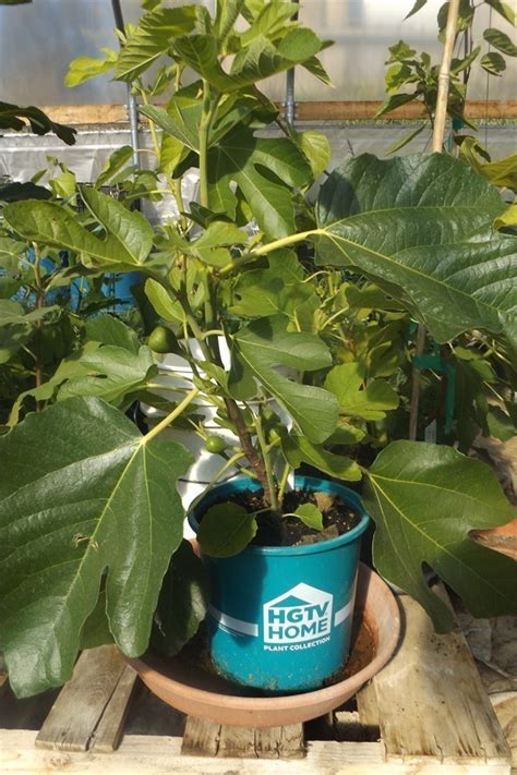 Figbid Online Auctions Of Fig Trees Fig Cuttings And Growing Supplies
