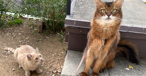 Whats The Peach Kitty Grateful For Summers Fabulous Cat Life