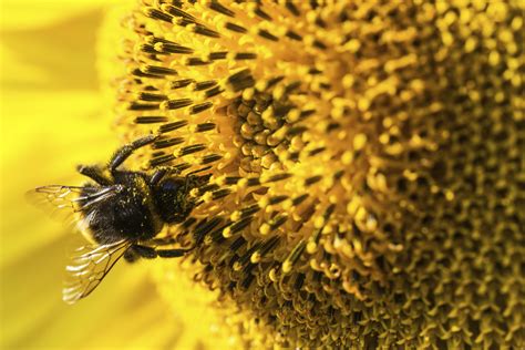 Three More Countries Begin Their National Ecosystem Assessments Bes Net