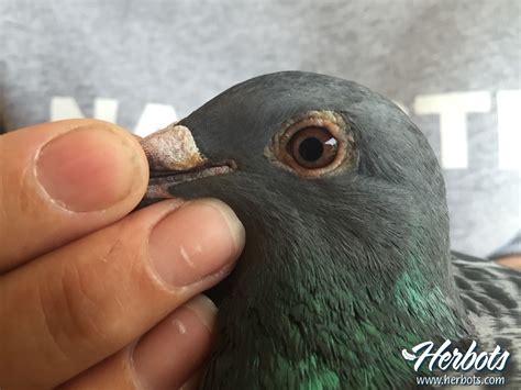 Van Oeckel 1ste Prov Montelimar Oog Diamond Loft