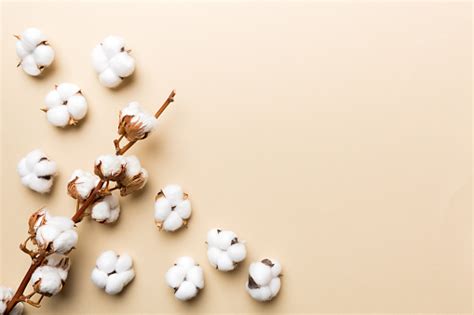 가을 꽃 구성 복사 공간이있는 컬러 테이블에 말린 흰색 푹신한 면 꽃 가지 상단 보기 공장 산업 건물에 대한 스톡 사진 및 기타
