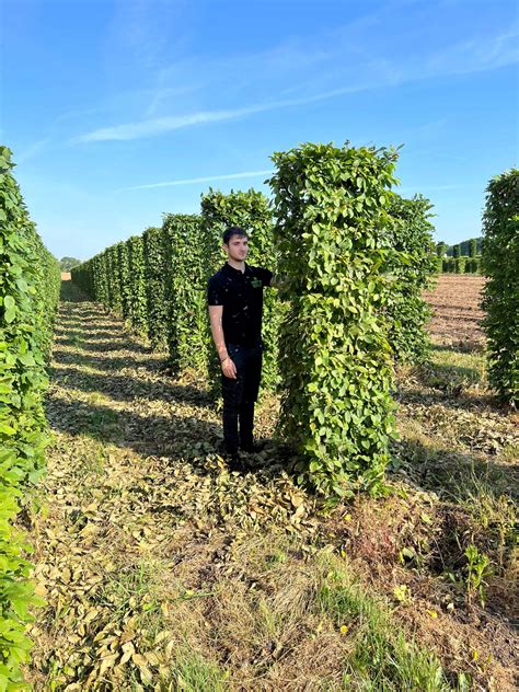 Hedging Elements Harrod Outdoors