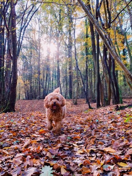 990 Cavapoo Immagine Foto Stock Immagini E Fotografie Royalty Free