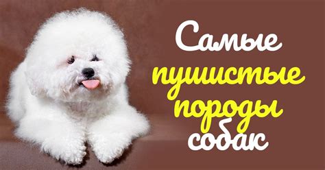 Пушистые породы собак особенности лохматых питомцев