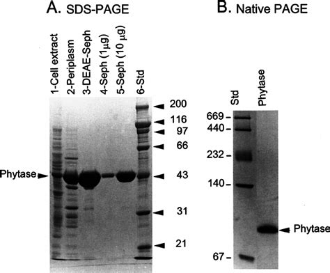 A Sdspage Profiles Of Phytase At Different Stages Of Purification
