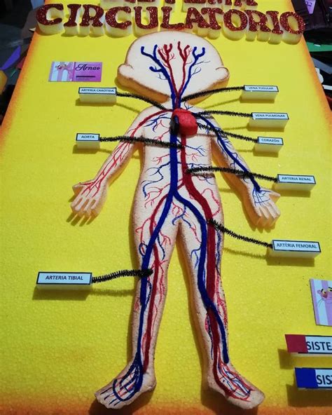 Maqueta De Circulación Sistema Circulatorio Maqueta Sistemas Del