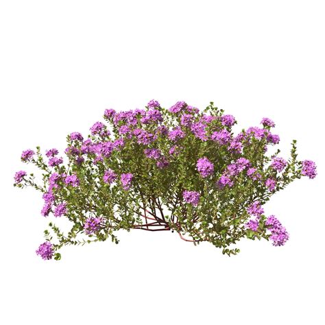 Thyme Or Thymus Vulgaris 3d Model Cgtrader