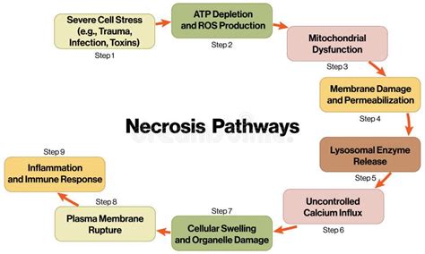 Necrosis Pathway Flowchart Stock Illustrations 2 Necrosis Pathway
