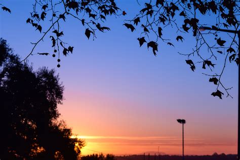 이국적인 나무의 분 지의 실루엣과 아름 다운 새벽 태양의 첫 번째 광선 하늘에 나타납니다 글자 또는 비문에 대 한 공간이 나무의 분 지의 실루엣 0명에 대한 스톡 사진 및