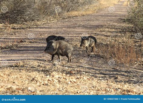 Javelina In Bosque Del Apache National Wildlife Refuge New Mexico