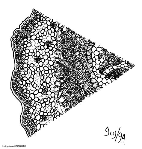 Lycopodium Sp · Biodidac