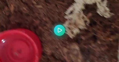 Tarantula Feeding Time Album On Imgur