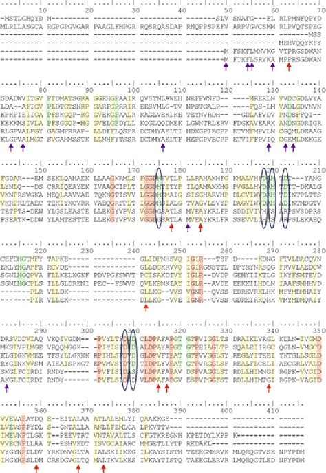3 Mapping Of Conserved And Semi Conserved Residues On The Multiple