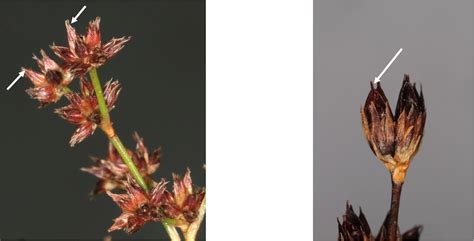 New Zealand Rushes Juncus Field Identification Guide Earth