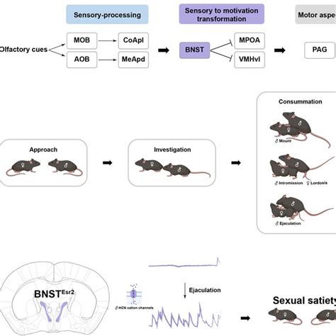 hardwired neural circuits and typical behavioral rituals of mating in