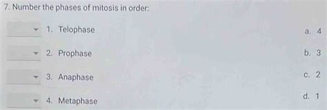 Solved 7 Number The Phases Of Mitosis In Order 1 Telophase A 4 2 Prophase B 3 3 Anaphase