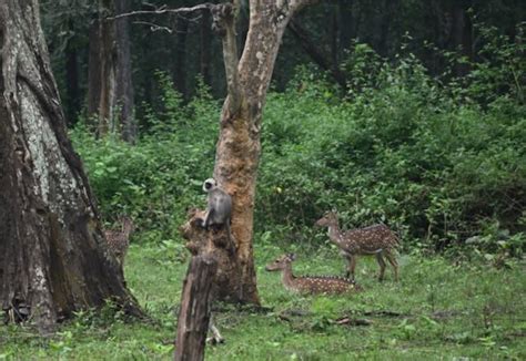 Building A Resilient Sre Process Sre Has Become Critical For Success Of… By Arun Reputation