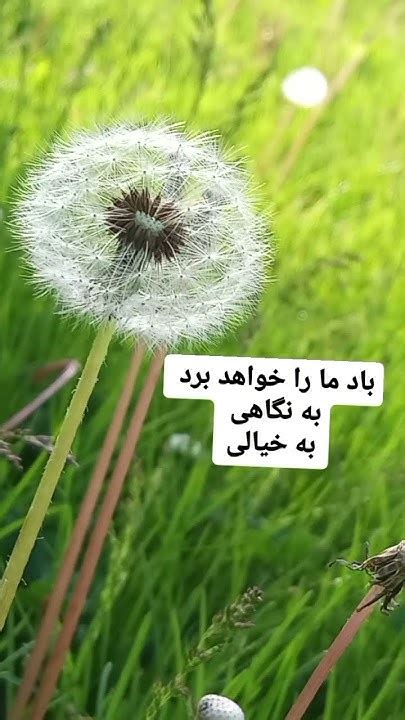 احمدالماسی ادبیات کرماشان شعر فرهنگ فرهنگایرانی شعرنو شعرسپید Flowers قاصدک Youtube
