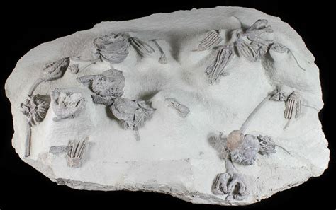 20 Museum Quality Crinoid Plate 6 Species Indiana 50960 For
