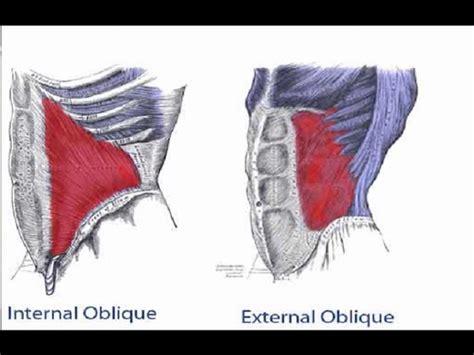 External And Internal Obliques Anatomy Of The Abdominal Wall A