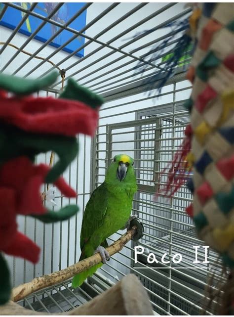 Our Birds Parrot Outreach Society
