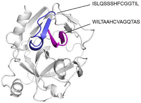 Cartoon Model Showing The Location Of T Cell Epitopes In Their Download Scientific Diagram