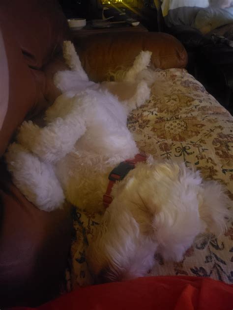 How Do I Love Thee Let Me Count The Ways Rlabradoodles